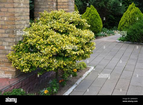 Yellow And Green Foliage