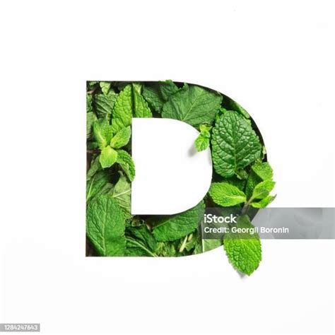 녹색 민트 천연 잎과 흰색에 고립 된 잘라 종이의 영어 알파벳의 문자 D 장식용 글꼴 잎 문자에 대한 스톡 사진 및 기타 이미지 문자 알파벳 3차원 형태 Istock