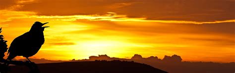 Dawn Chorus The Sound Tracker By Rusty Alderson Medium