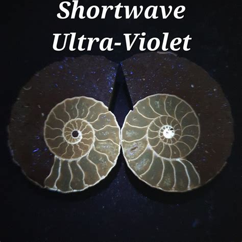 Opalized Placenticeras Madagascarensis Madagascar Rainbow Ammonite Cephalopod Matching Pair