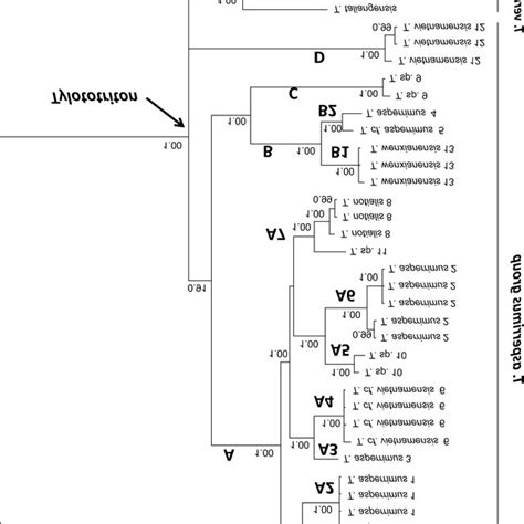 A Bayesian Tree Resulting From Mixed Model Analysis Of Mitochondrial