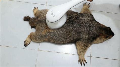 Marmots First Bath With An Electric Toothbrush Youtube
