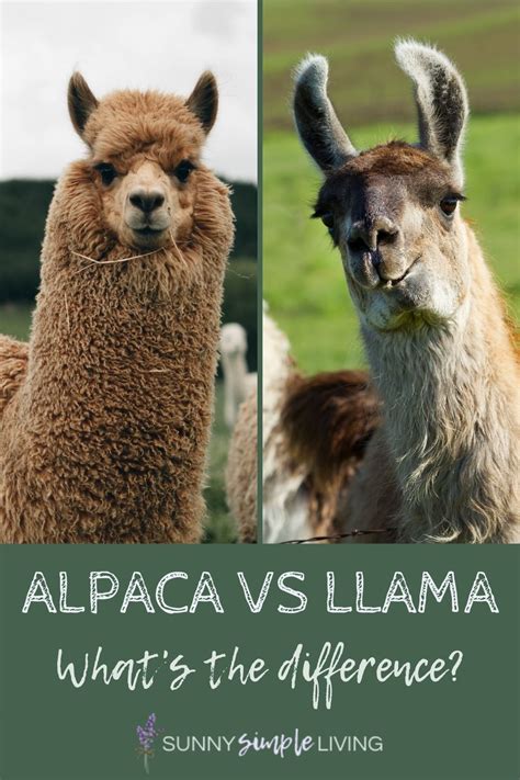 What S The Difference Between An Alpaca And A Llama