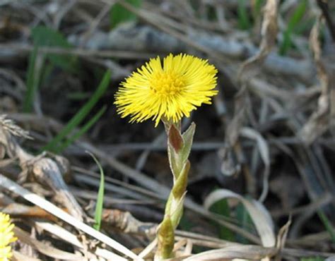 Мать и мачеха обыкновенная купить семена, узнать описание, лечебные ...