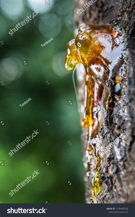 Leaking Sap On Cherry Blossom Tree Stock Photo Shutterstock
