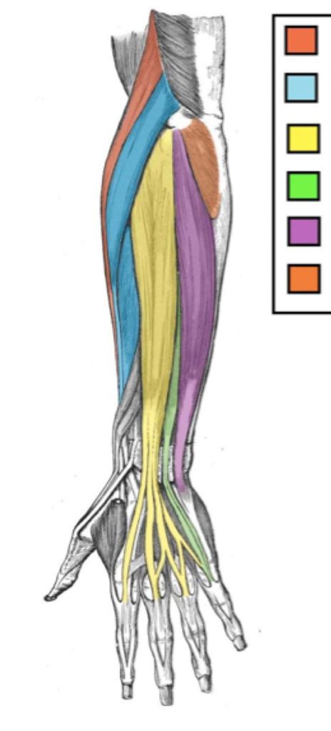 Forearm Muscles Extensors Diagram Quizlet