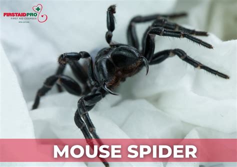 Mouse Spider