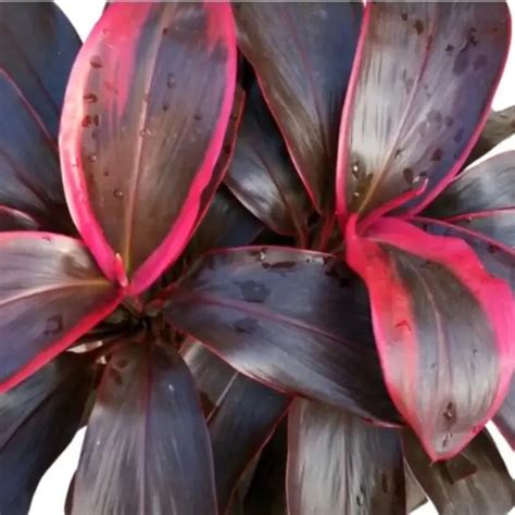 Buy Dracaena Red Ruby Ornamental Plant Nursery Nisarga