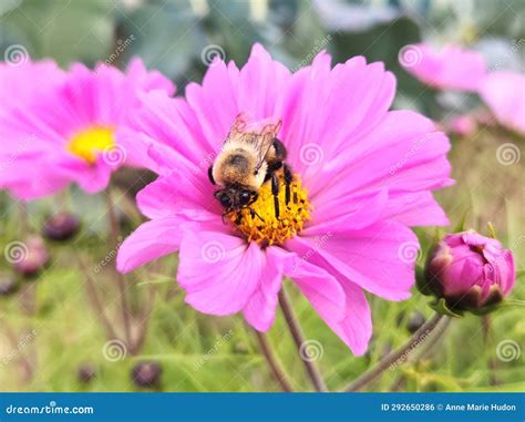 Pollinator Field Sign And Birdhouse With Flowers And Meadow In