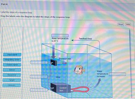 Solved Part Alabel The Steps Of A Response Loopdrag The