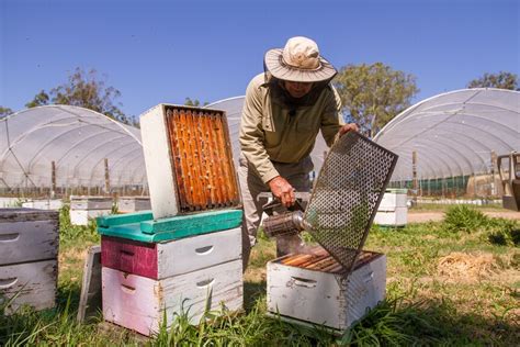 Beekeeping Topic Abc News
