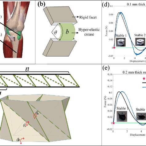 A Illustration Of Bio Inspired Nonlinear Crease Two Bones Are Download Scientific Diagram