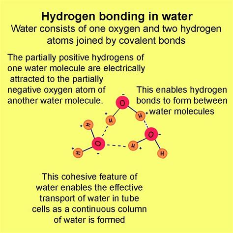 Ioteach On Linkedin How Does Hydrogen Bonding Work In Water And Why Is