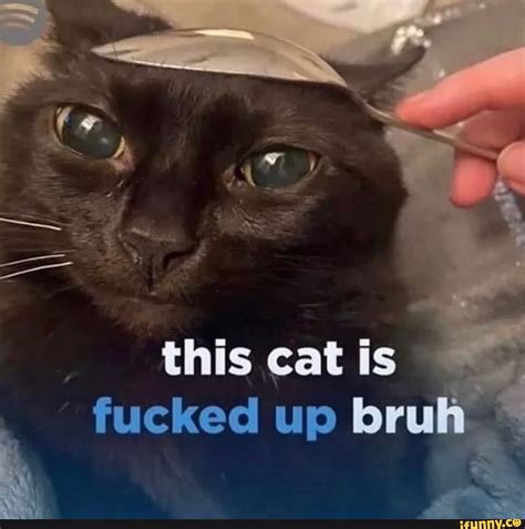 Cat Memes Best Collection Of Funny Cat Pictures On IFunny