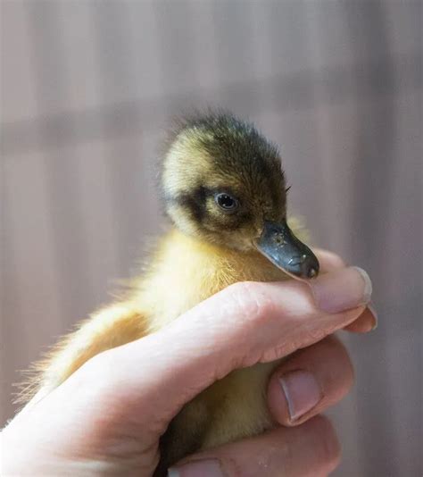 How To Sex Ducks And Ducklings What Works And What Doesnt — Raising Ducks