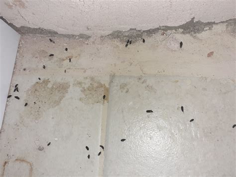 Found Mouse Droppings But No Mouse A Hidden Infestation