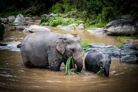 Elephant Sanctuary Tours Chiang Mai