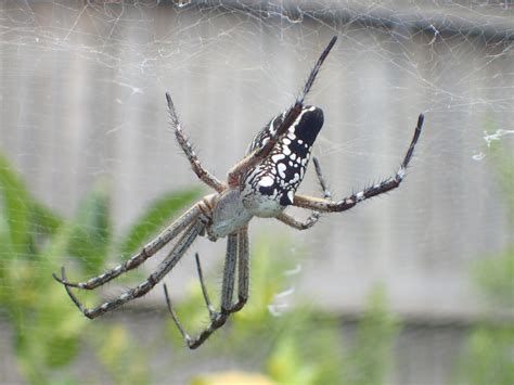 Dome Web Spider Queensland Museum