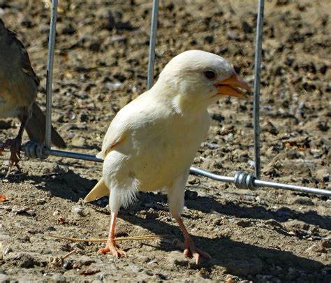 Filea Leucistic House Sparrow Wikimedia Commons