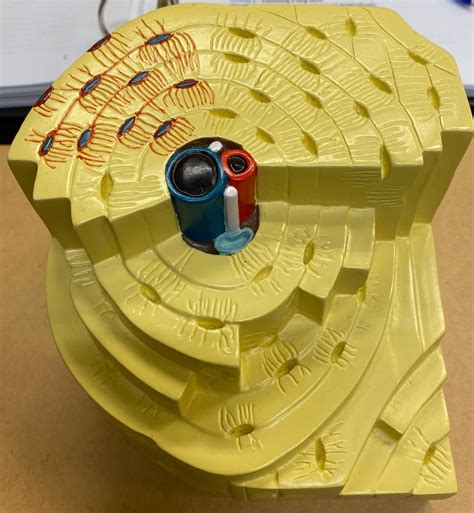 Compact Bone Model 2 Diagram Quizlet