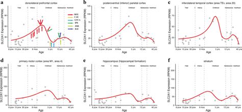 Slc2a1 Variants Cause Late Onset Epilepsy And The Genetic Dependent Stage Feature For The China
