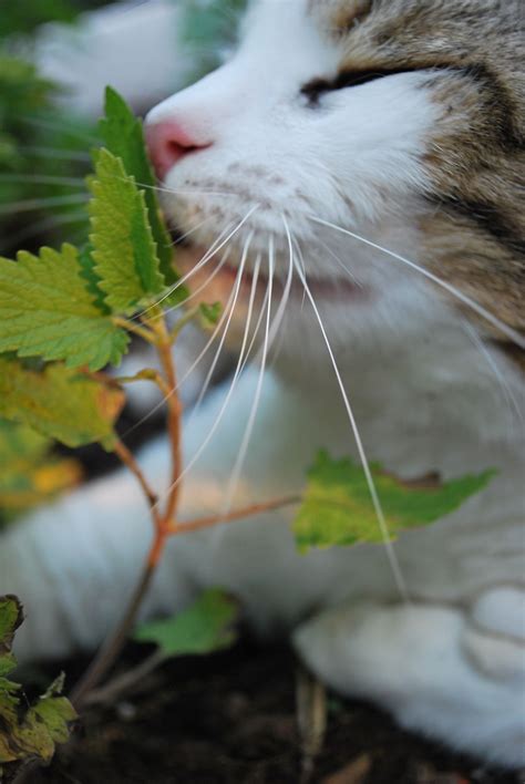 Where To Buy Catnip Near Me Marya Sears