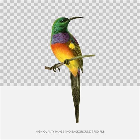 Premium Psd A Colorful Bird With A Green And Purple Tail