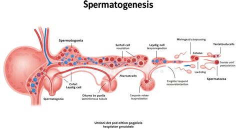 Spermatogenesis Diagram Anatomy