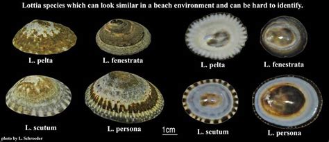 What Features Do I Need To Look At To Identify Limpets To The Species