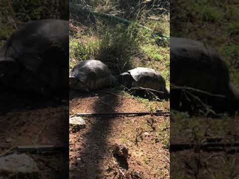 Turtle Sex With Noises GONE VIOLENT YouTube