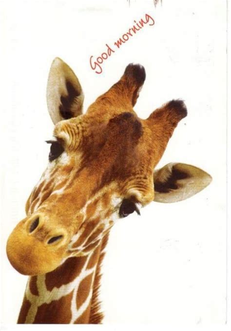 30 Good Morning Giraffe Images Good Morning Wishes