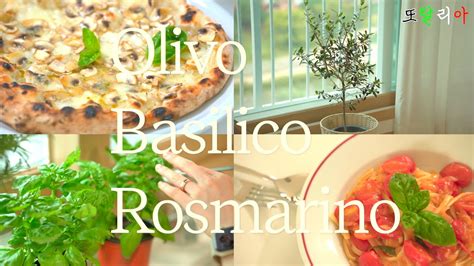 리뷰1 올리브나무 바질 로즈마리 구입기의 끝은 요리 🇮🇹 Youtube