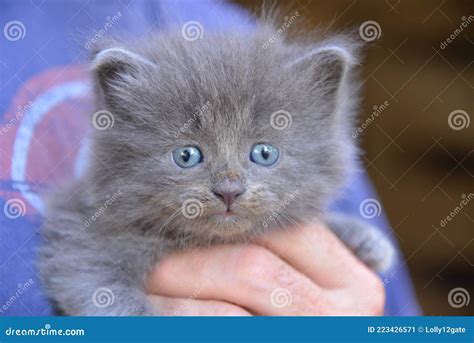 Beautiful Fluffy Grey Kitten With Striking Blue Eyes Being Held My A