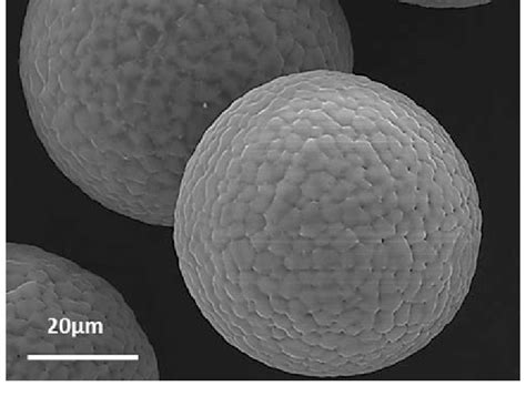 A Sem Micrographs Bse Mode Of A Representative Investigated Powder