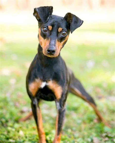 24 Small Dog Breeds With Short Hair Low Grooming Needs