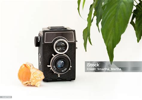 빈 벽 오래 된 카메라 식물과 바다 포탄을 모의 흰색 벽 배경에 텍스트와 녹색 잎에 대 한 공간을 가진 인테리어 홈 화이트