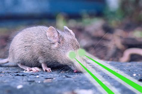 Can Genetically Engineered Mice Permanently Curb Lyme Disease