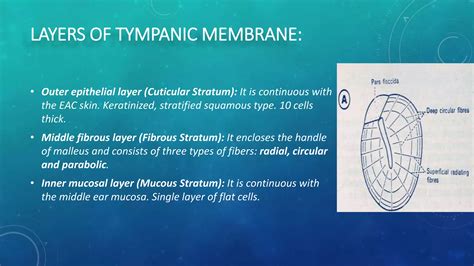 Anatomy Of The External And Middle Ear Pptx
