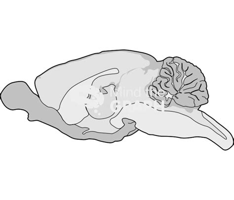 Mouse Brain Side Cut