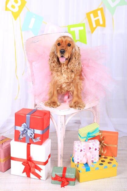 Premium Photo English Cocker Spaniel And Birthday