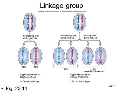Honors Biology Chapter 23 Genetics Ppt Video Online Download