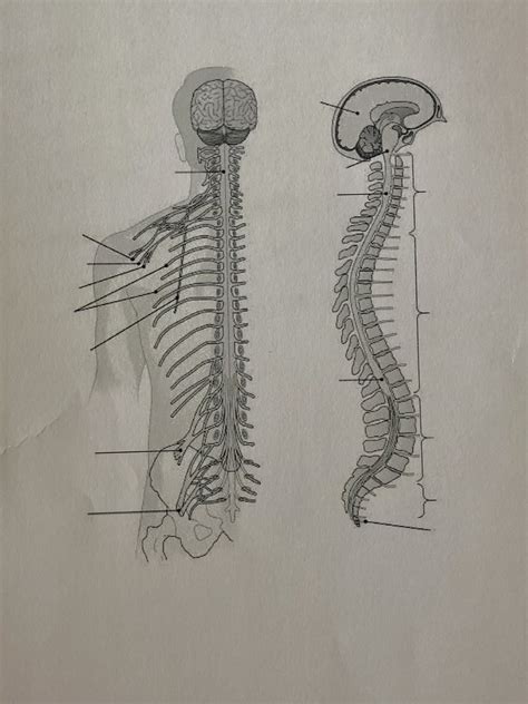 Spinal Cord And Spinal Nerves Diagram Diagram Quizlet