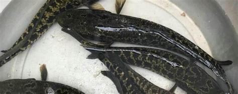 Fish Seg Instance Segmentation Model By Yikongbarcode