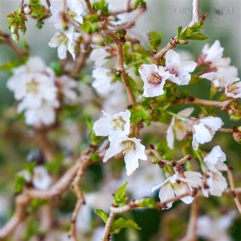 Prunus Incisa Kojo No Mai Small Fuji Cherry Tree Ornamental Trees