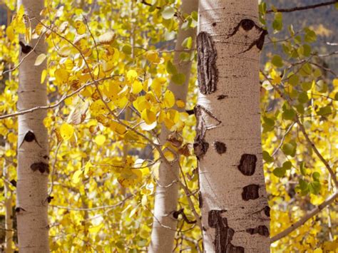 Life Cycle Of An Aspen Tree From Seed To Mature Stand