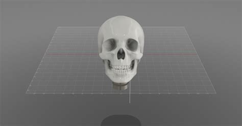 Human Skull Autodesk Community Gallery