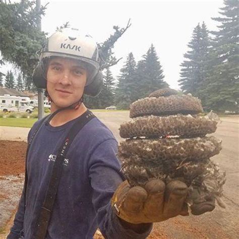 Wonders Of The Northern Boreal Forest Chipps Tree Care