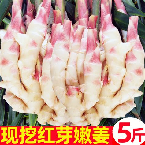嫩姜新鲜仔姜子姜红芽姜指头生姜5斤山东非云南小黄姜泡老醋鲜姜 虎窝淘