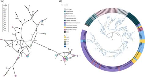 A Haplotype Networks Of Mhc Ii ‐drb Exon 2 Alleles At The Nucleotide