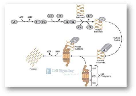 Figure 1 From Protein Aggregation And Proteostasis In Francisco Aging Mice Semantic Scholar